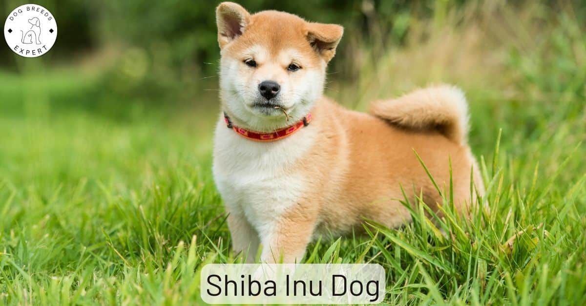 Shiba Inu Doge