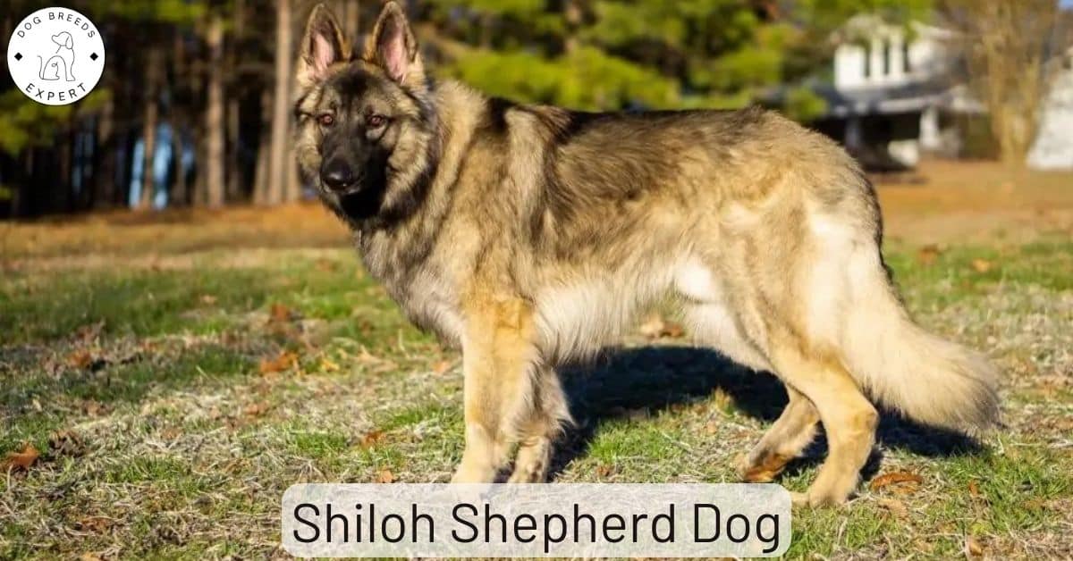 What Is The Biggest Breed Of Shepherd