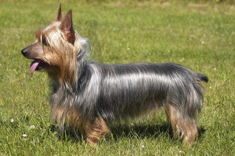 The Silky Terrier Dog Is An Affectionate Family Breed.