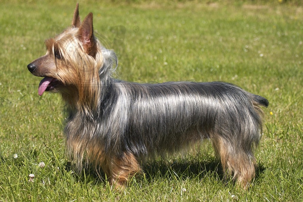 The Silky Terrier Dog Is An Affectionate Family Breed.