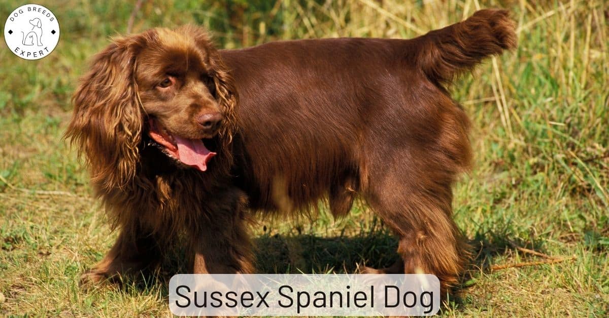 Are Sussex Spaniels Good Dogs