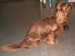 Dog Breeds List S: The World's Dog Breeds Beginning With S