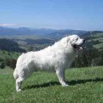 Giant Dog Breeds - The Biggest Breeds In The World!