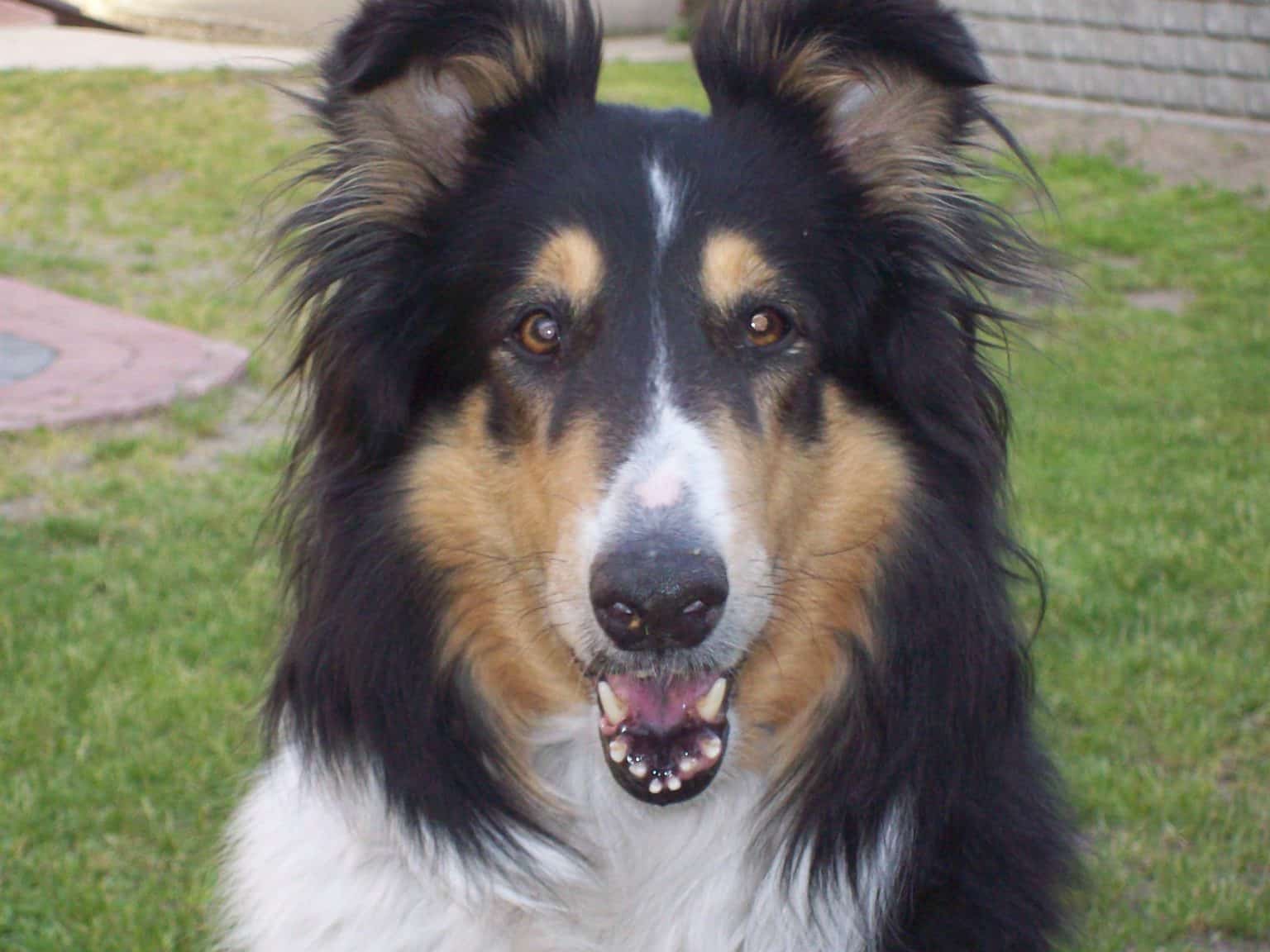 Collie Dog Breed - Profile And Pictures
