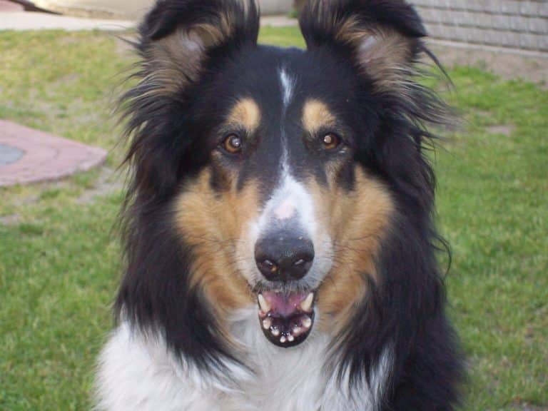 Collie Dog Breed - Profile And Pictures