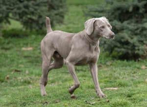 Weimaraner Dog Breed Information And Photos