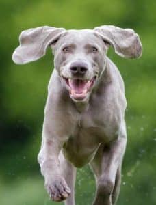Weimaraner Dog Breed Information And Photos