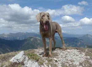 Weimaraner Dog Breed Information And Photos