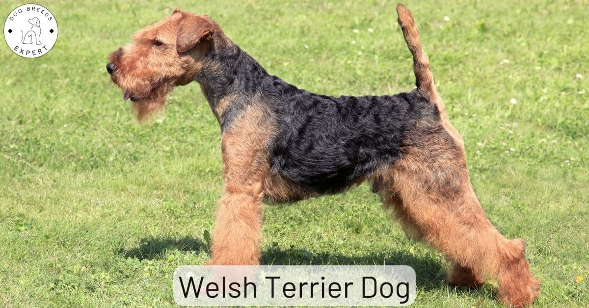 Welsh Terrier Breed Information - John F. Kennedy's Dog!
