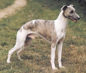 Whippet Dog Breed Information; All The Facts About Whippets.