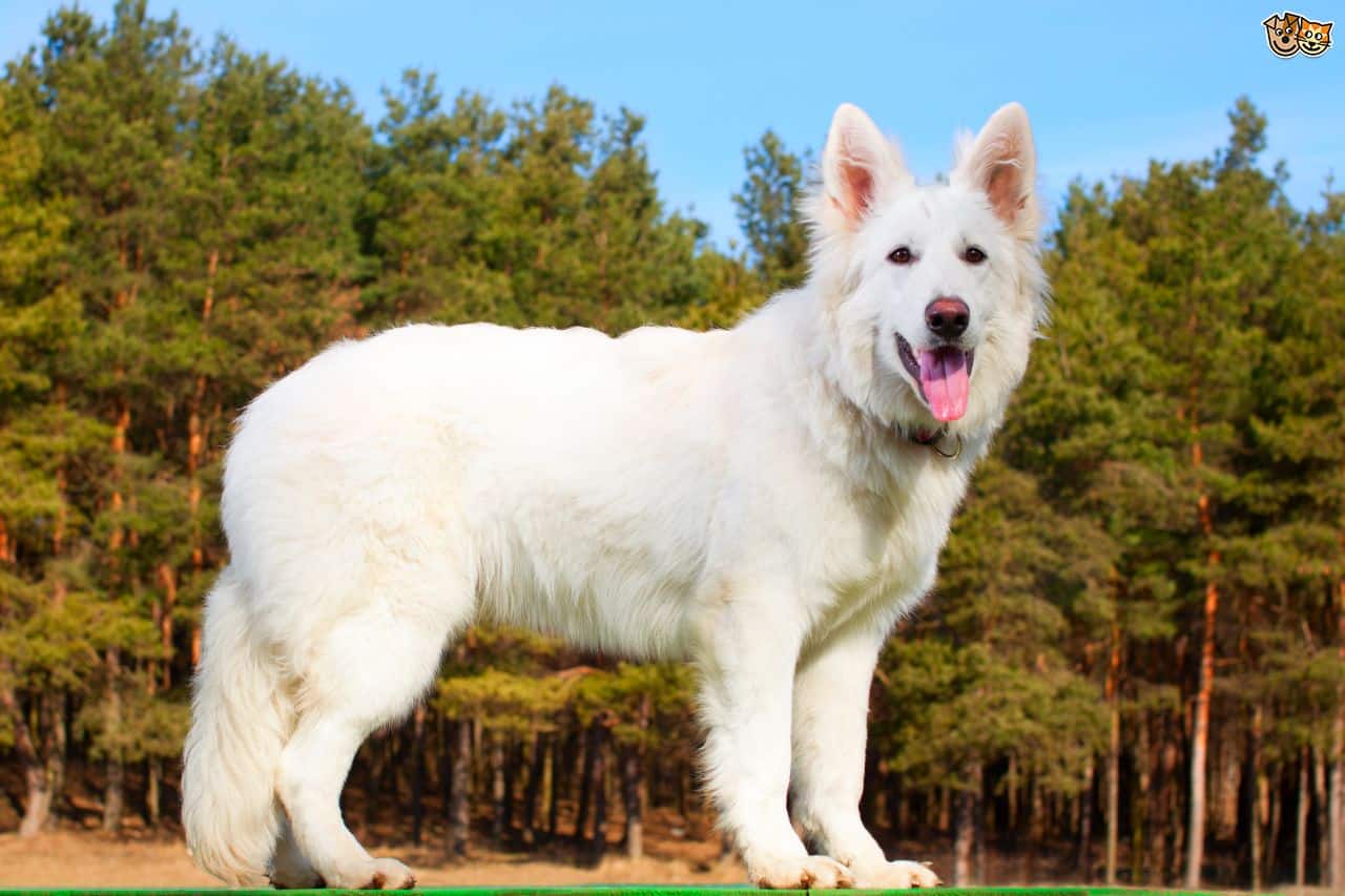 The White Swiss Shepherd Dog - Curious About This Majestic Dog?
