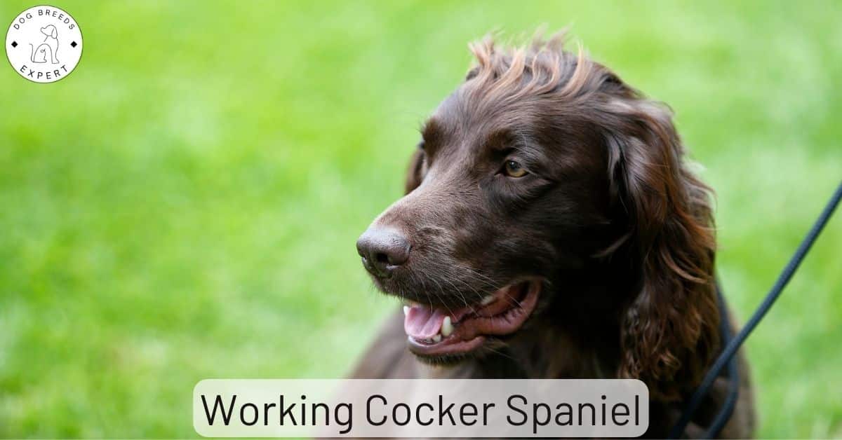 Whats A Working Cocker Spaniel