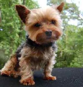 Dog Breeds List X-y-z - The Dog Breeds Beginning With X, Y Or Z