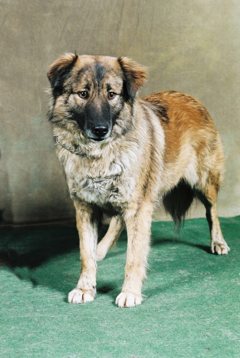 Livestock Guardian Dogs Were Bred To Protect Animal Stocks
