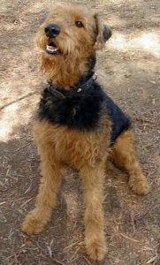 The Airedale Terrier. Read about the King Of Terriers!