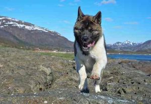 The Akita Inu dog. Everything about this Japanese Breed