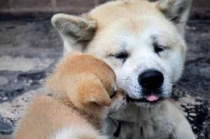 The Akita Inu dog. Everything about this Japanese Breed