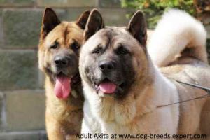 The Akita Inu dog. Everything about this Japanese Breed