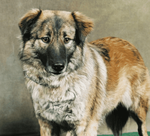 The Aidi Dog Breed - The dog from the Atlas Mountains