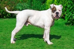 The American Bulldog: A Complete Breed Profile