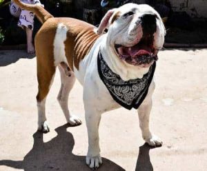 The American Bulldog: A Complete Breed Profile