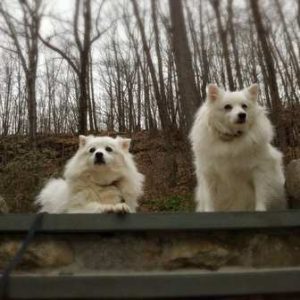 The American Eskimo Dog. Find out more Here!