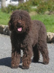 The Barbet Dog is also called the French Water Spaniel