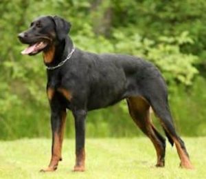 The Beauceron dog is a powerful sheepdog from France