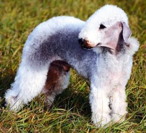 Bedlington Terrier. All about this unusual-looking dog breed!