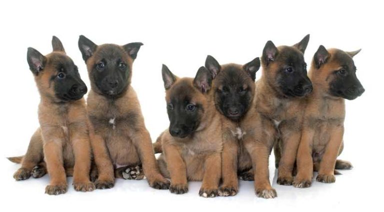 The Belgian Malinois Dog - Are You Curious? Click here!