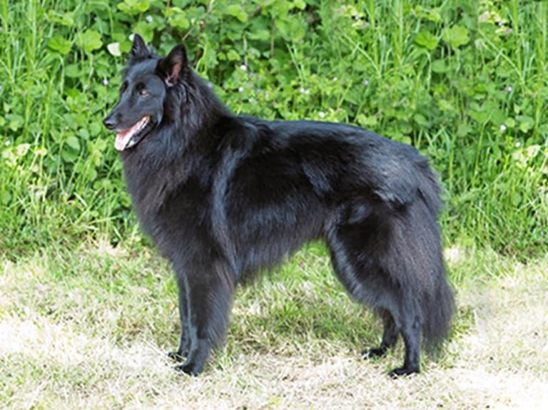 The Belgian Shepherd Groenendael is one of 4 Belgian Shepherds.