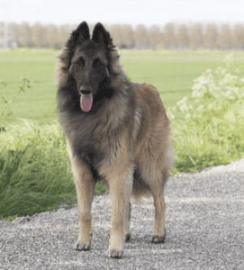 Our Dog Breed List B - Curious? Which of the 49 Breeds Suits You Best?