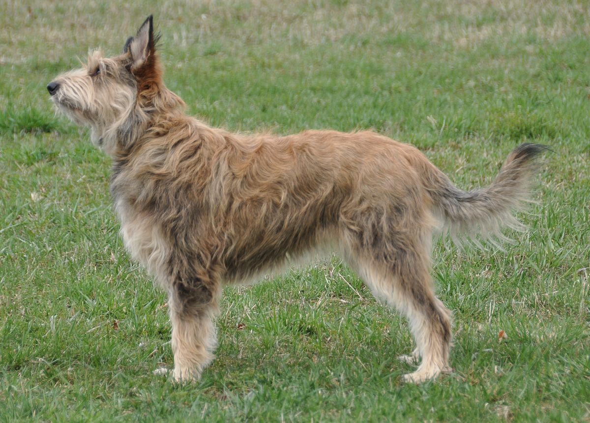 The Berger Picard dog breed - the breed for you?