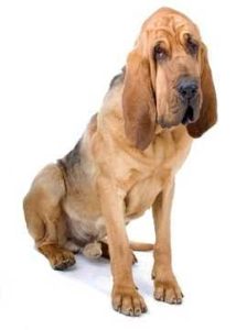 Bloodhounds - Curious? All about this dog breed