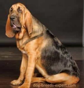 Bloodhounds - Curious? All about this dog breed