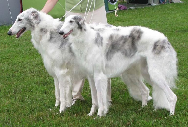 The Borzoi Dog Breed - Discover This Elegant Russian Hound