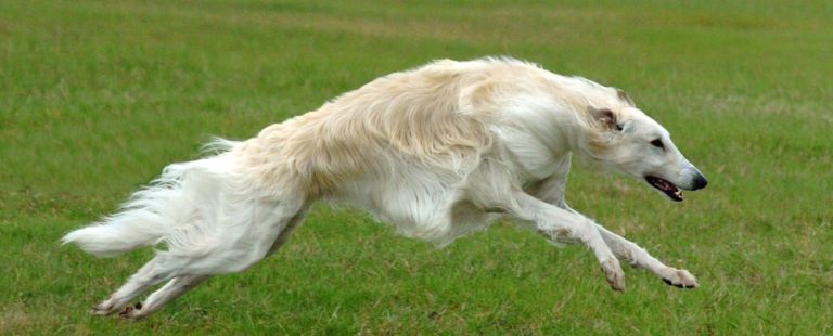 The Borzoi Dog Breed - Discover This Elegant Russian Hound