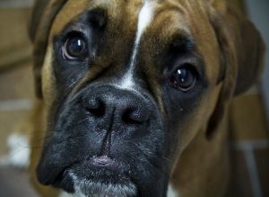Boxer Dog Breed: Facts, Photos And All The Info You Need!