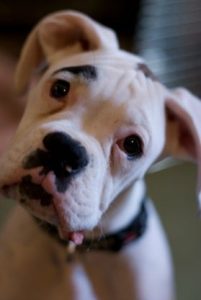 Boxer Dog Breed: Facts, Photos And All The Info You Need!
