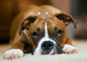 Boxer Dog Breed: Facts, Photos And All The Info You Need!