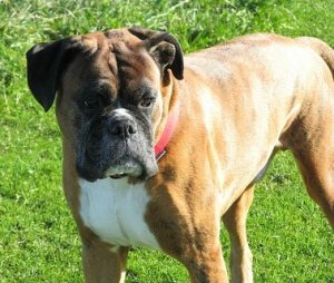 Boxer Dog Breed: Facts, Photos And All The Info You Need!