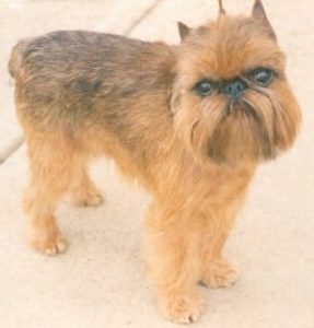 The Brussels Griffon. Find Out About This Rare Bearded Dog.