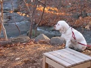 The Clumber Spaniel - the "Aristocrat Of Spaniels"