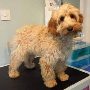 The Cockapoo - A Hybrid Dog With A Great Temperament