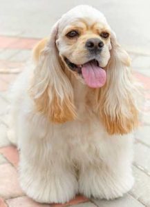 American Cocker Spaniel. Full breed information and advice