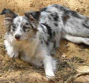 Collie Dog Breed - Profile And Pictures