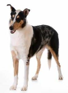 Collie Dog Breed - Profile And Pictures