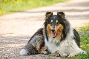 Collie Dog Breed - Profile And Pictures