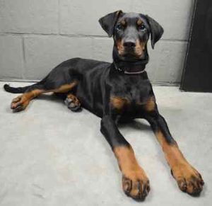 The Doberman Pinscher - Best Guard Dog In The World?