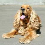 British Dog Breeds - Which Dogs Are British? Are You Curious?